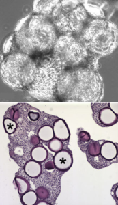 Transfecting HuH-7 cells - HUH-7 Cell Line